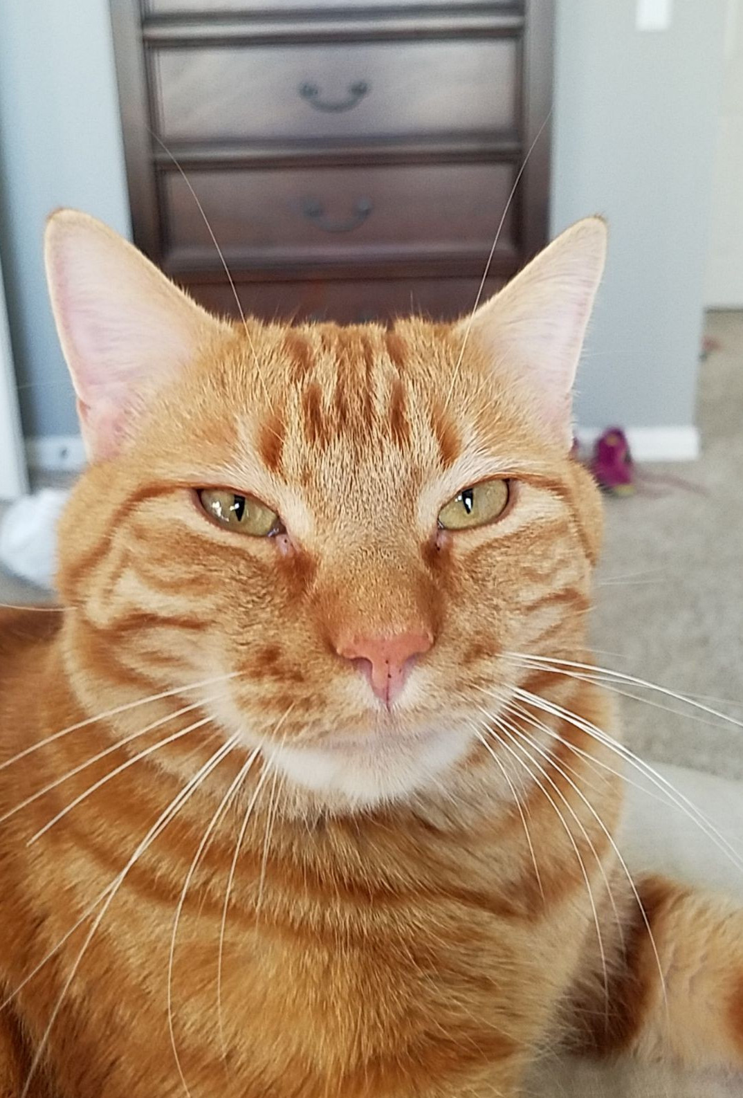 Jeff's Guide to Understanding Cats